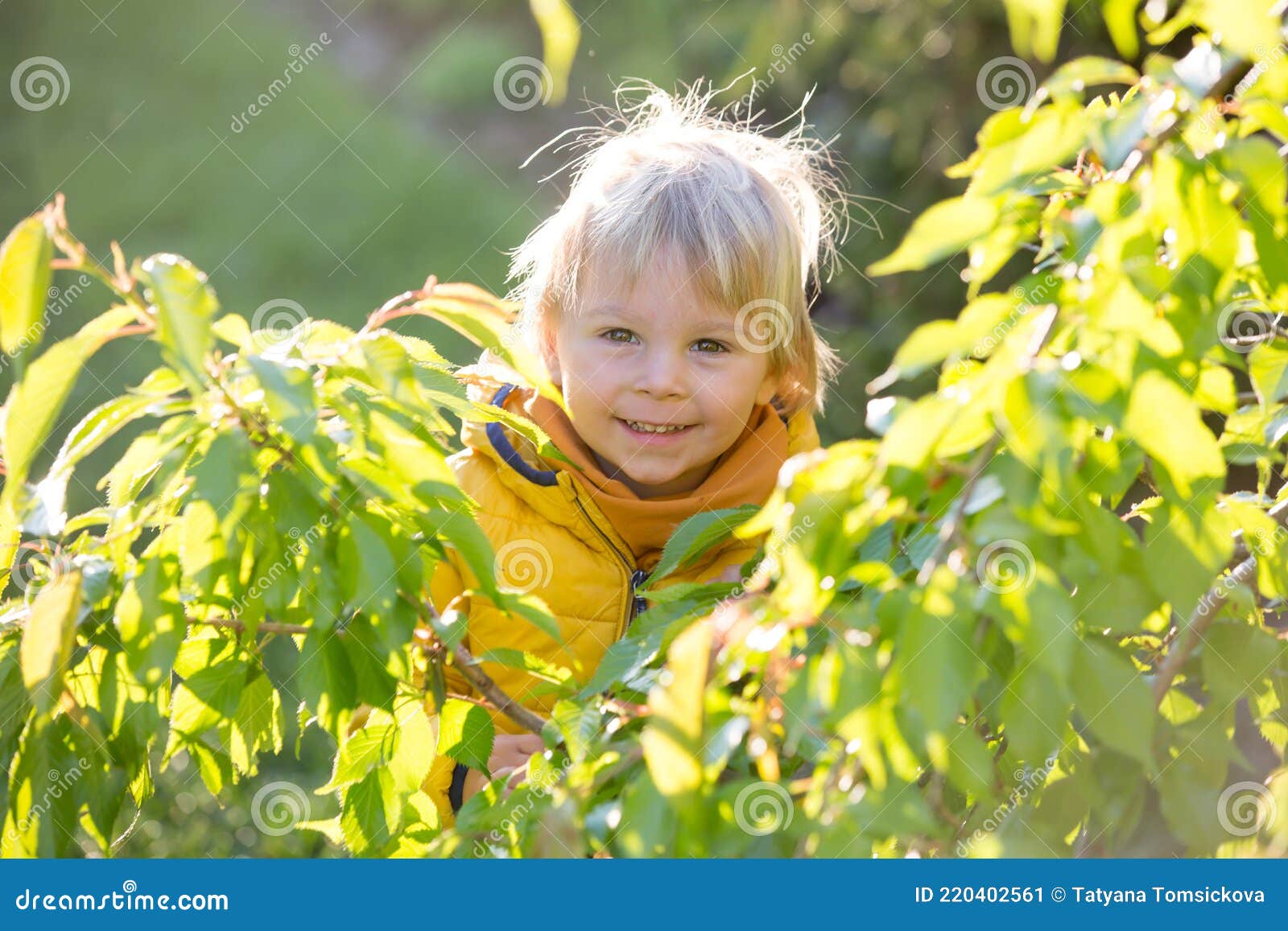 Little Child, Boy in Yellow Jacket, Standing and Hiding Behind Tree on ...
