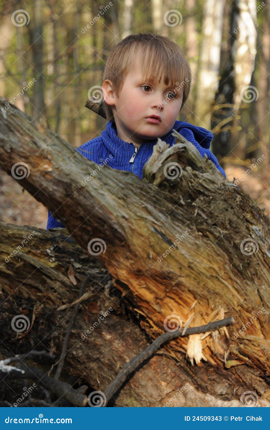 Little child in forest stock image. Image of young, outdoors - 24509343