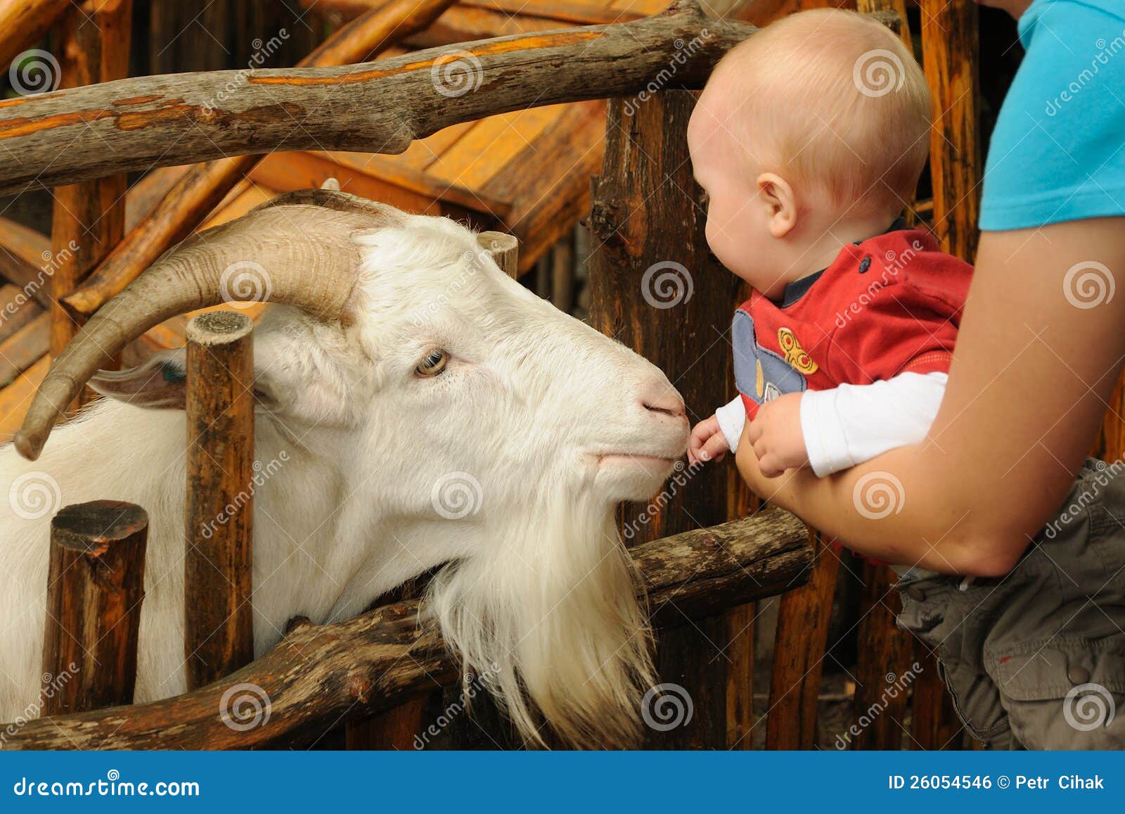 Little child with goat stock photo. Image of enclosure - 26054546