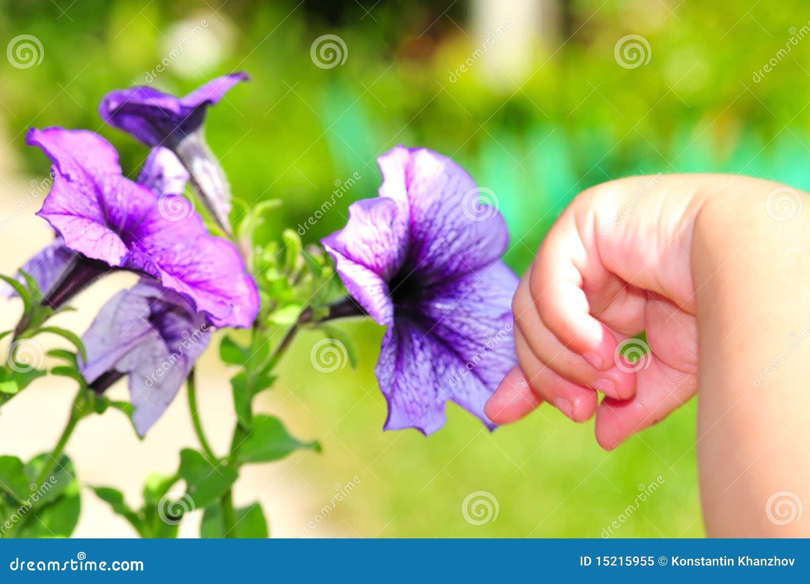 A Little Child`s Hand Touching a Flower Stock Image - Image of fleur ...