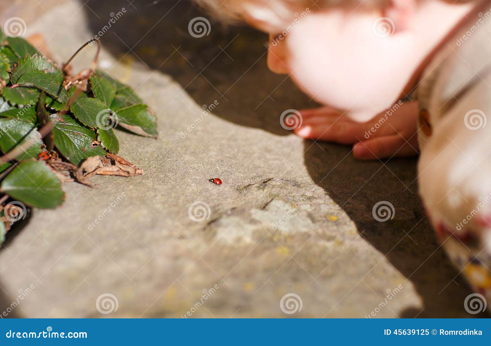 Little Child Watching and Explorering a Ladybug. Stock Image - Image of ...