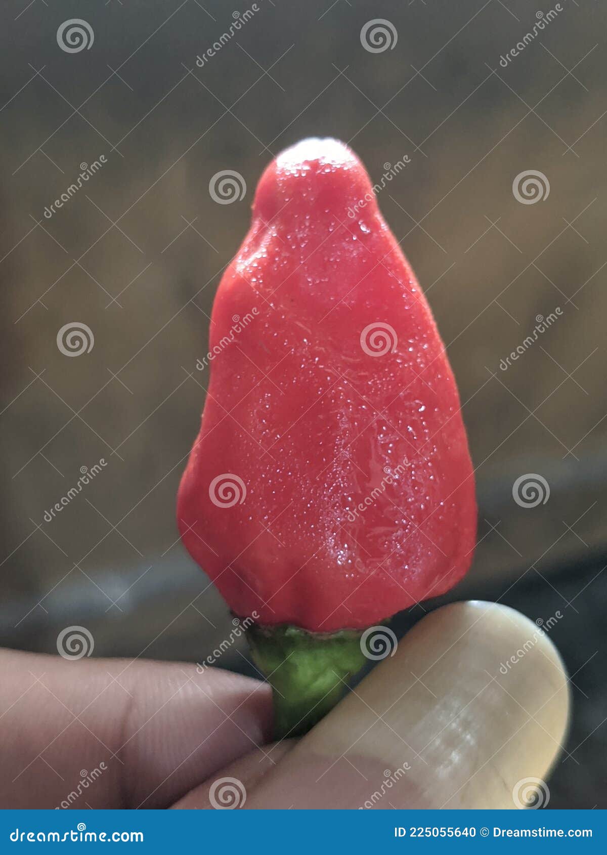 A little chili stock photo. Image of chil, little, chili - 225055640