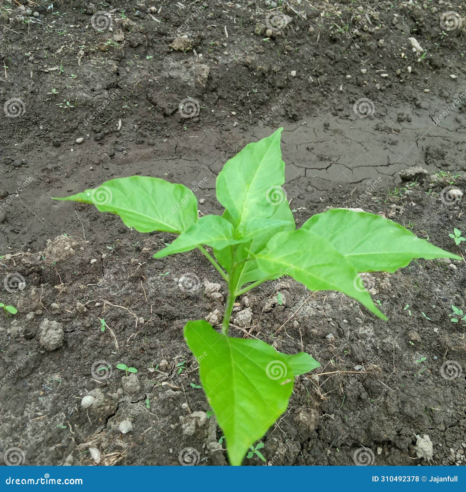 The Little Chili Tree is Just Starting To Grow Stock Photo - Image of ...
