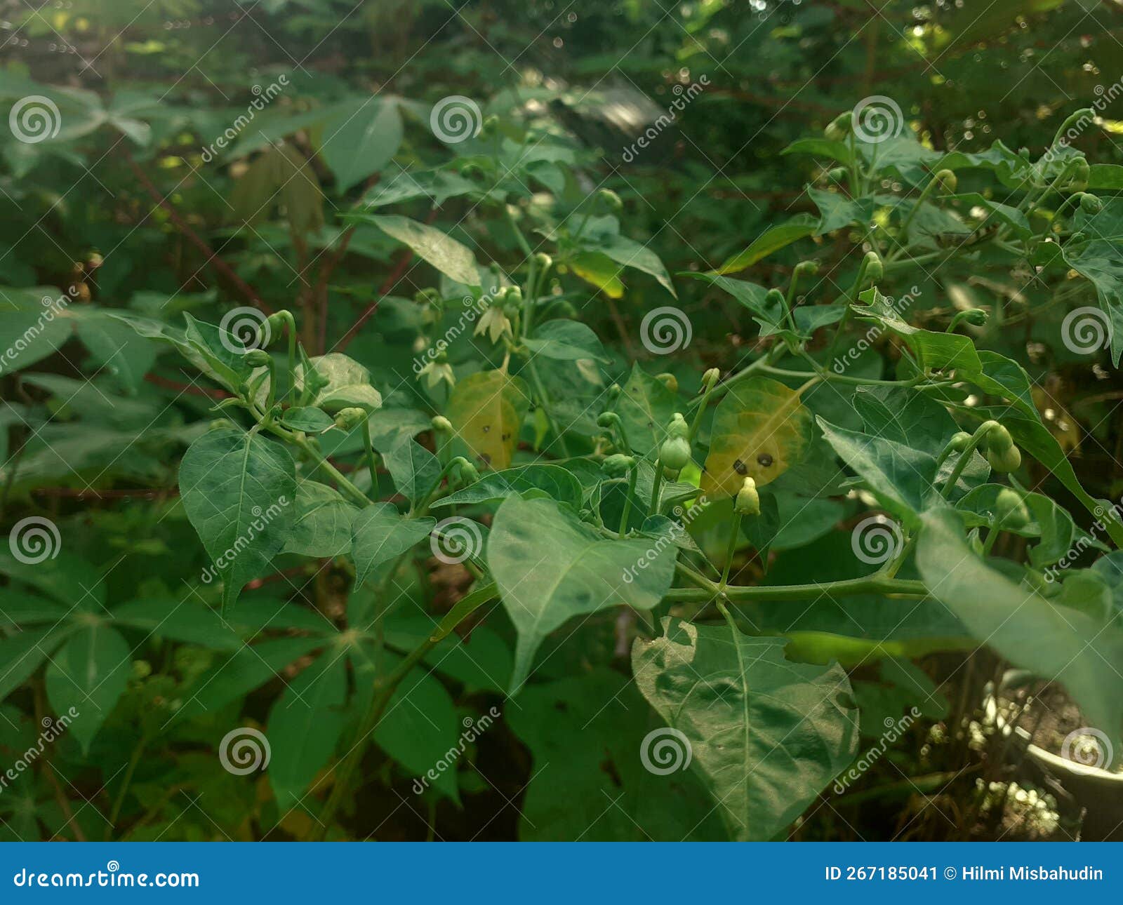 Little Chilli Flower Hot Food Stock Photos - Free & Royalty-Free Stock ...