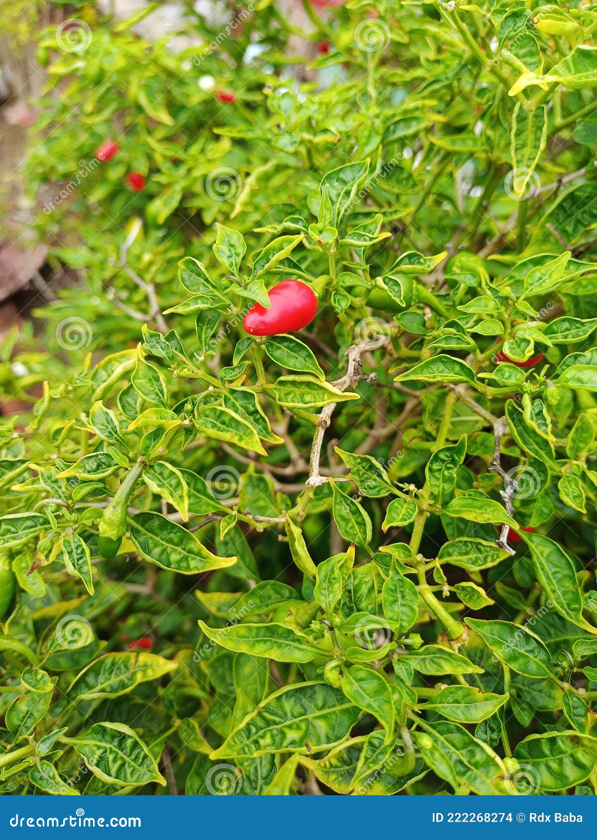 Little Chilli and Green Leaf Natural View Stock Photo - Image of view ...