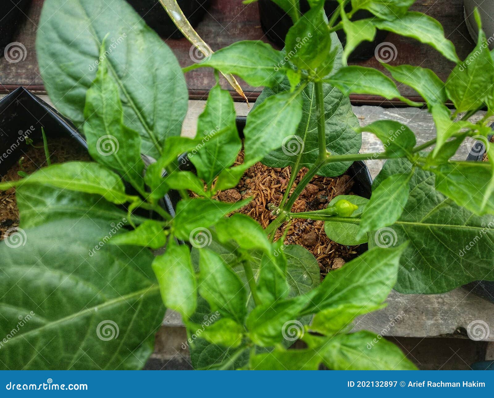 Little Chilli Shoot from Above Stock Image - Image of food, little ...