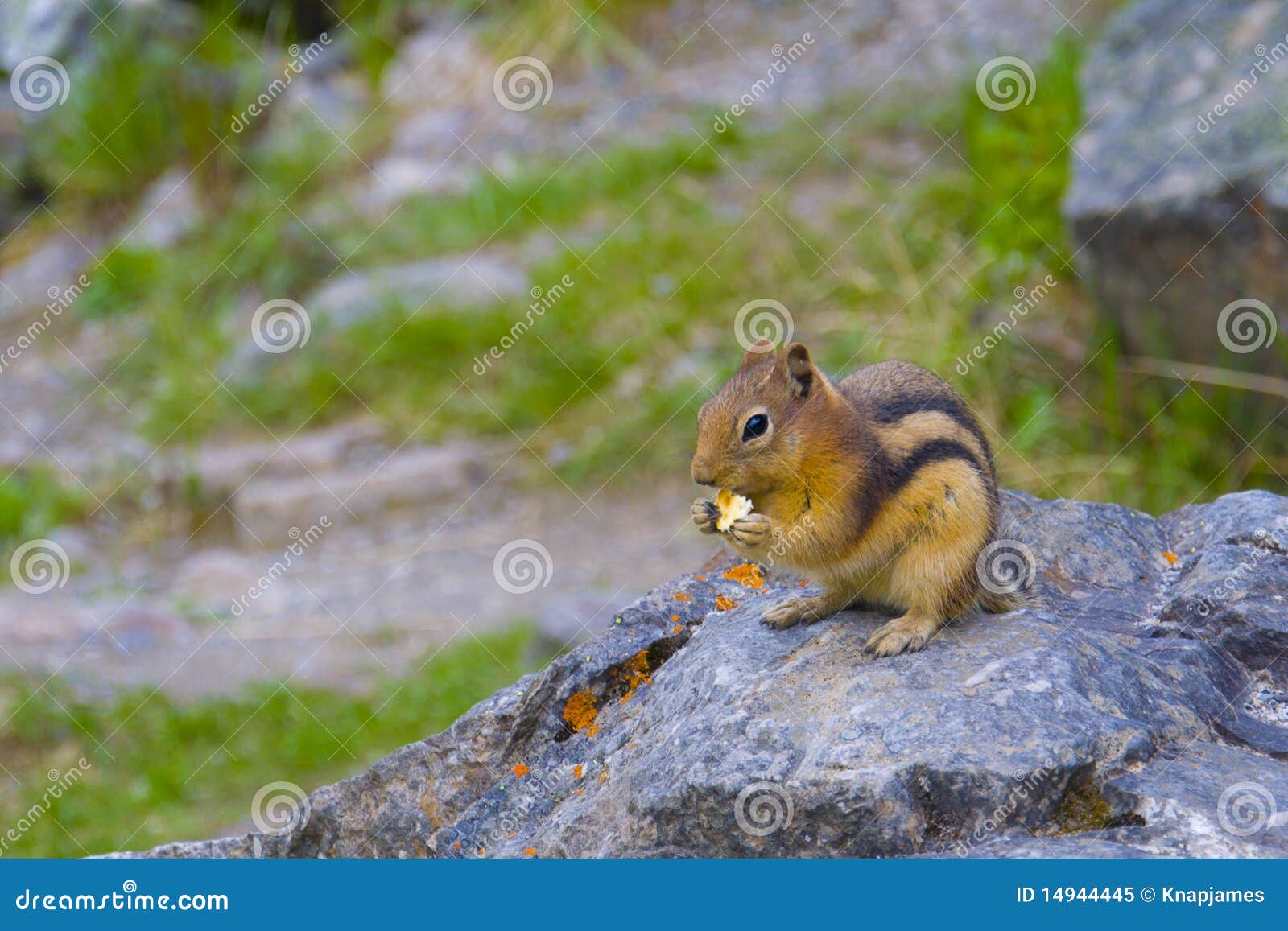 Little chipmunk stock image. Image of animal, rock, small - 14944445