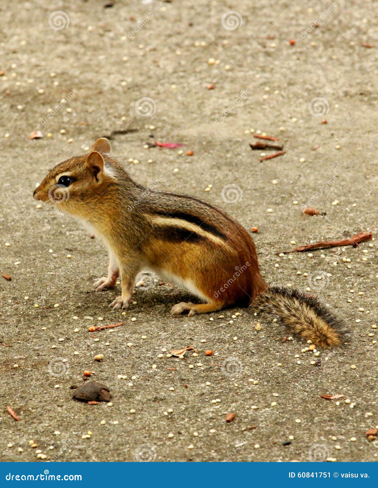 A little chipmunk stock image. Image of giving, nice - 60841751