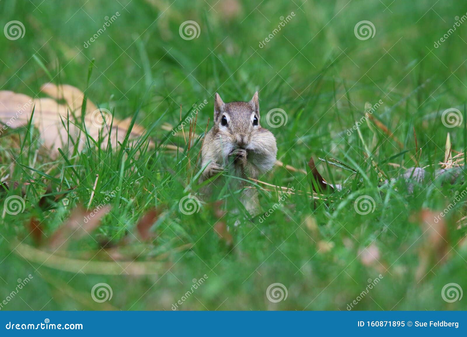 Little Chipmunk in Fall with Cheeks Full of Acorns Stock Image - Image ...