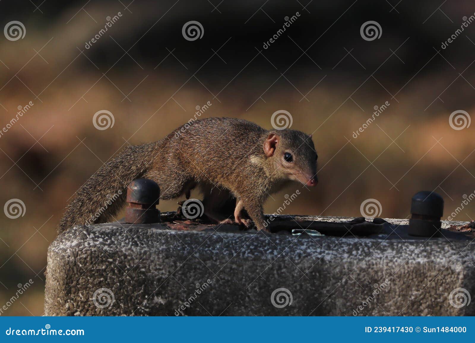 Little Chipmunk in the Forest Stock Photo - Image of monkey, wildlife ...