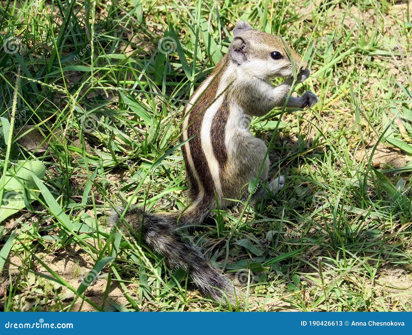 Little Chipmunk Sits among the Tall Grass and Eats Grass Stalk Stock ...