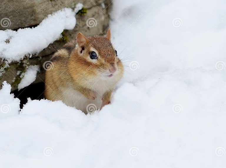 Little Chipmunk in the Snow Stock Photo - Image of nature, mammal: 50142092