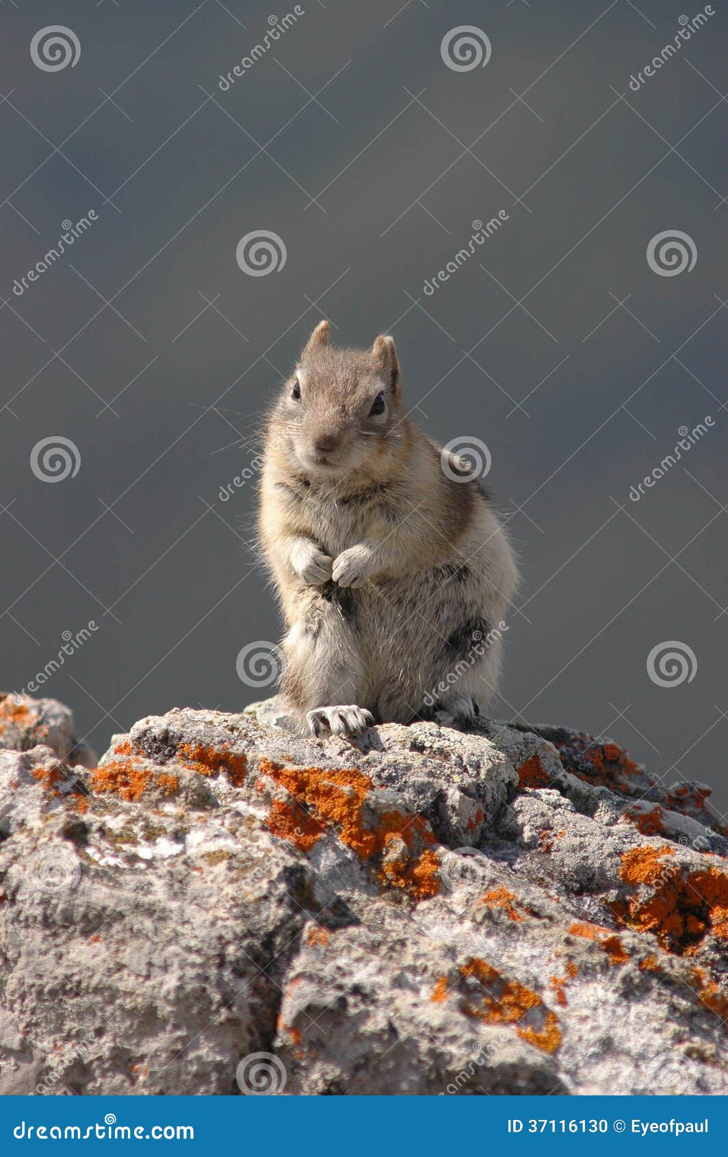 Little Chipmunk Stands and Looks at People Stock Photo - Image of rock ...
