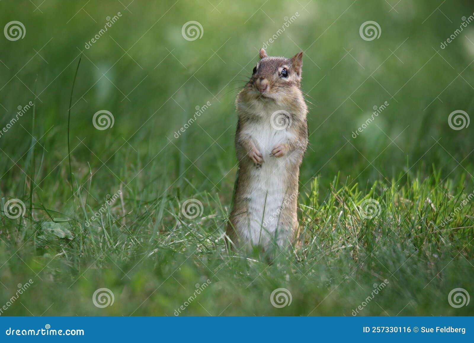 Little Chipmunk Stands Up Tall in the Lawn Stock Photo - Image of ...