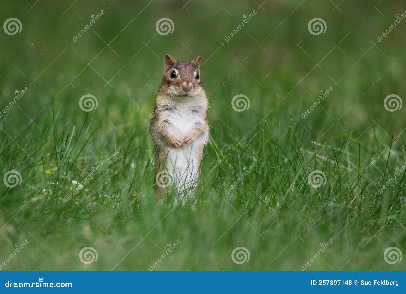 Little Chipmunk Stands Up Tall in the Lawn in Fall Stock Photo - Image ...
