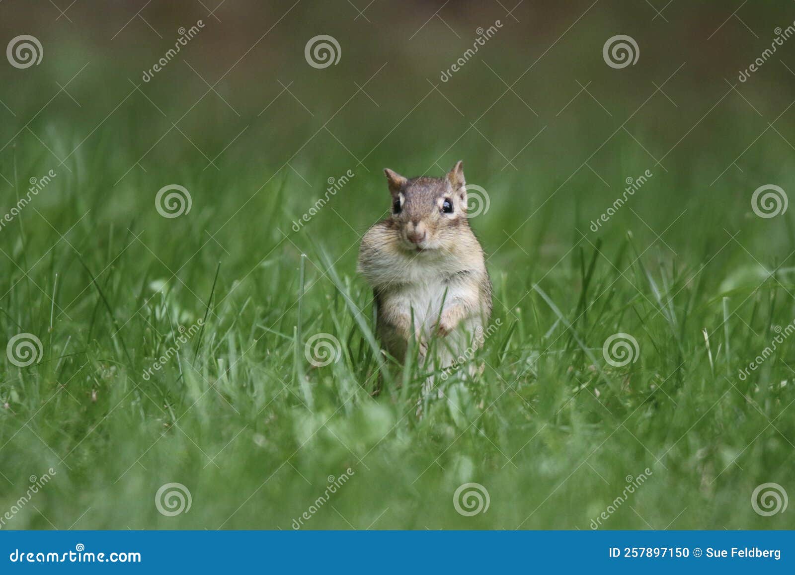 Little Chubby Chipmunk Stands Up Tall in the Lawn in Fall Stock Photo ...
