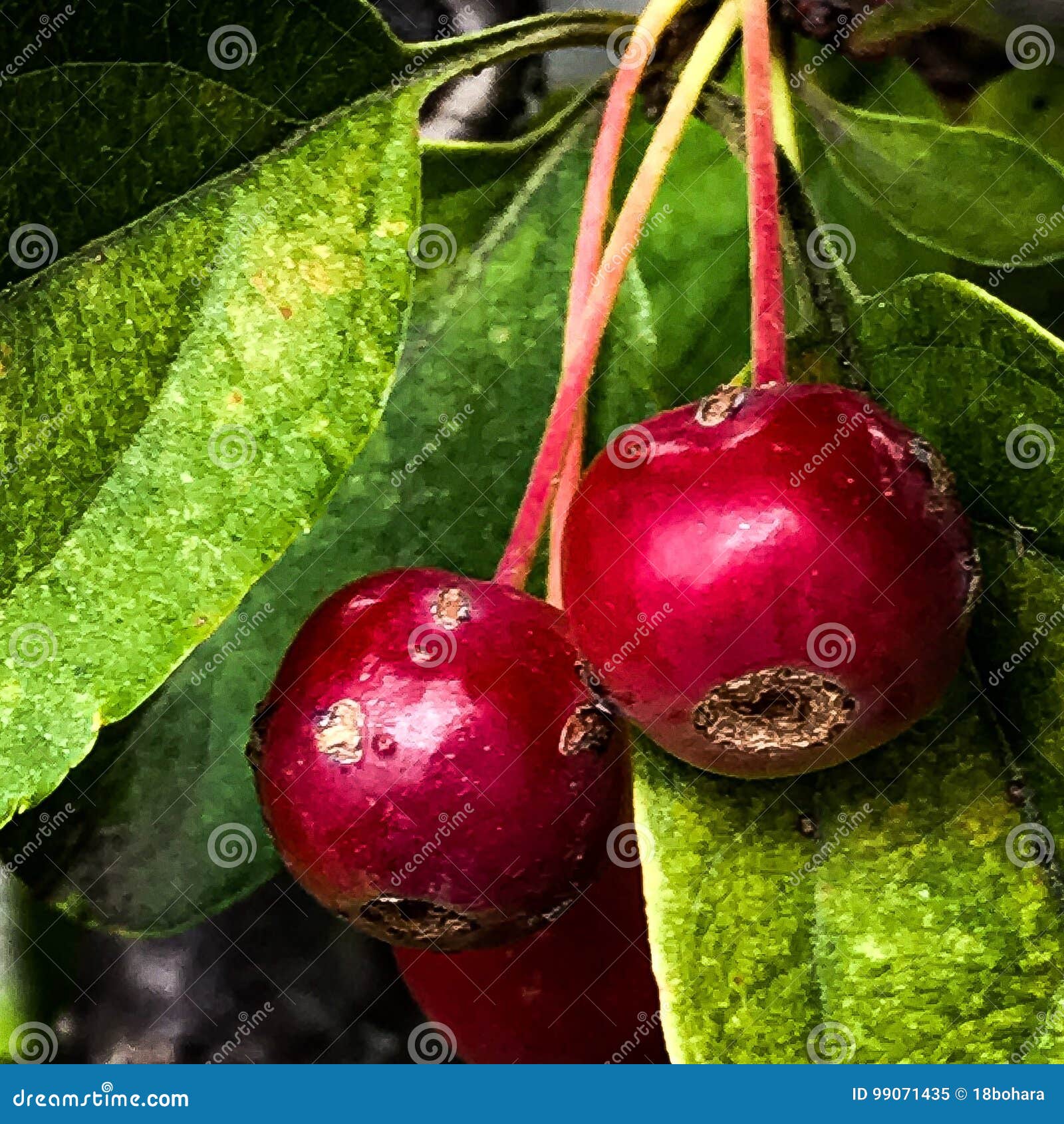 Little Cherrys stock image. Image of cherrys, tree, little - 99071435