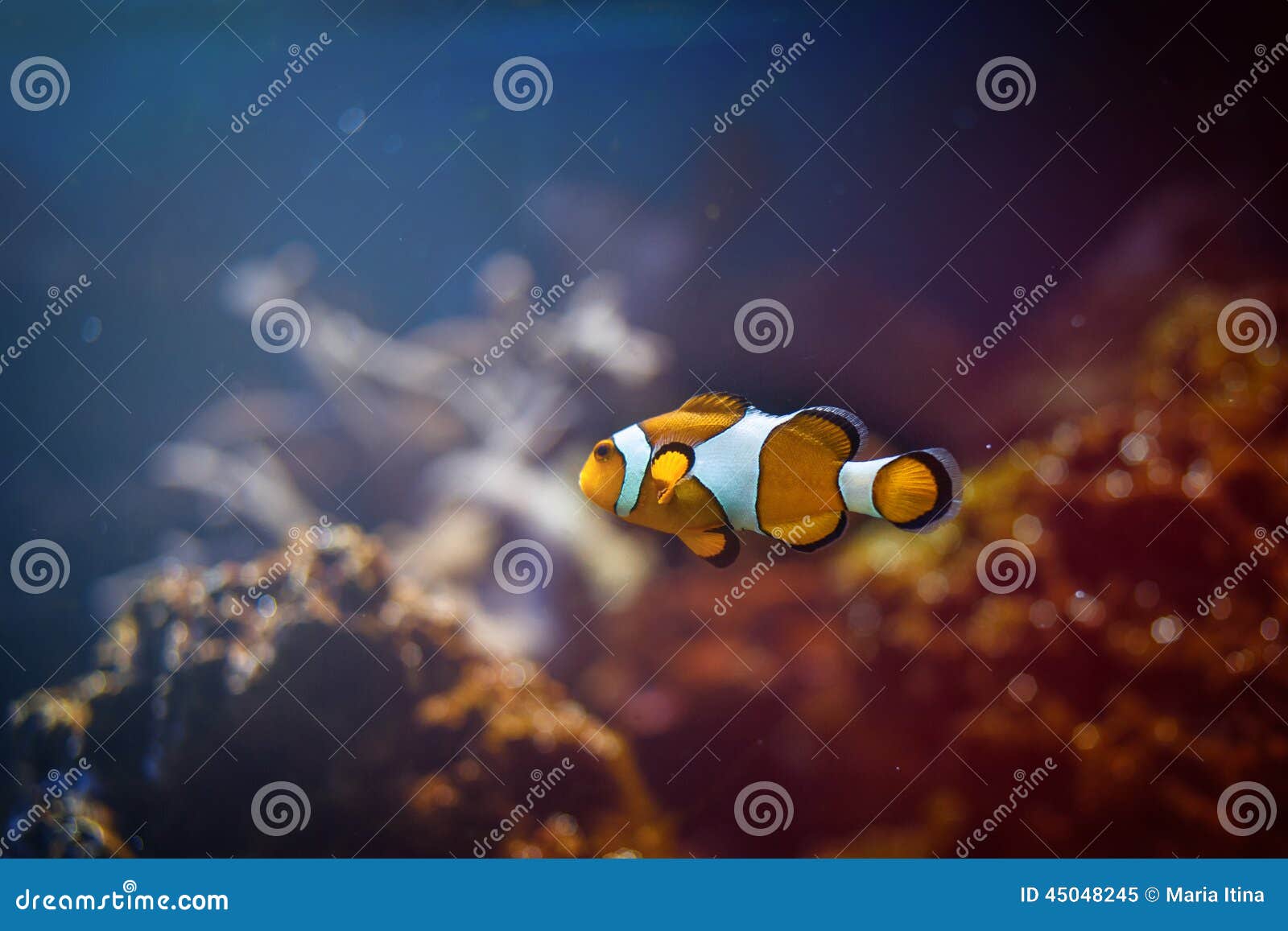 Little Clownfish Underwater Stock Image - Image of aquatic, nemo: 45048245