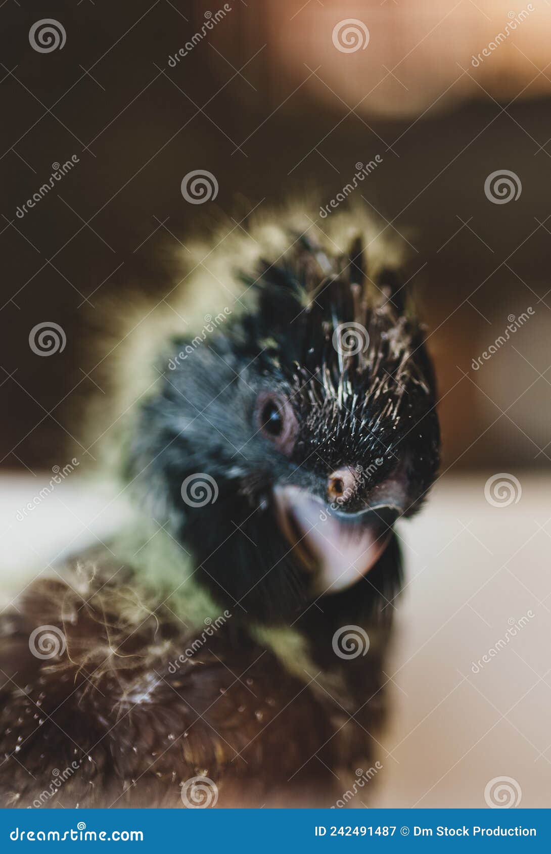Little cockatoo chick stock image. Image of tropical - 242491487