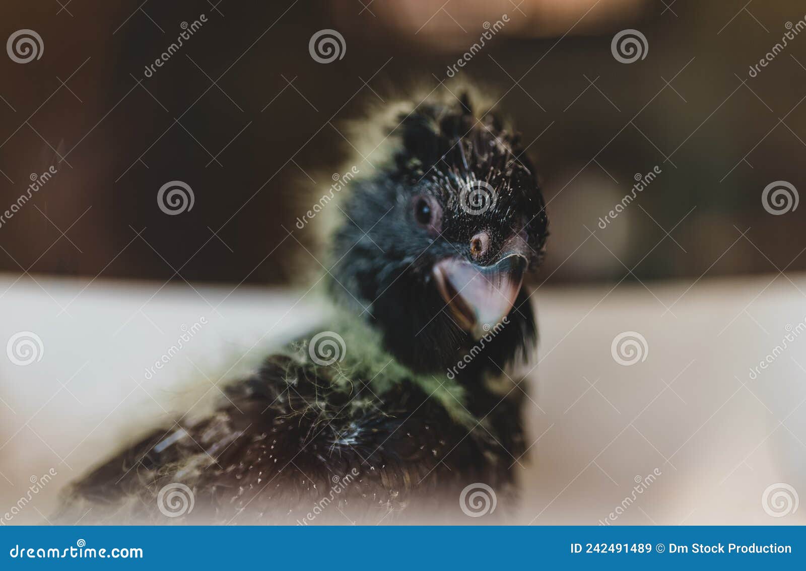 Little cockatoo chick stock image. Image of little, nature - 242491489