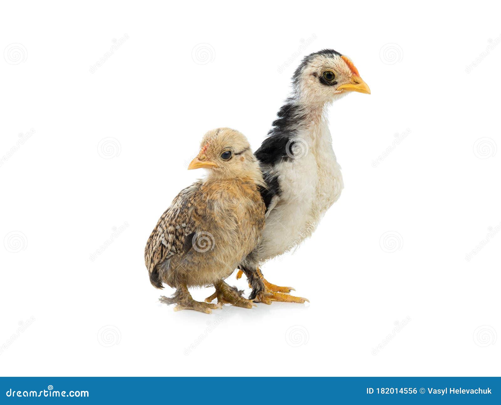Little Cockerel and Chicken Isolated on a White Stock Photo - Image of ...