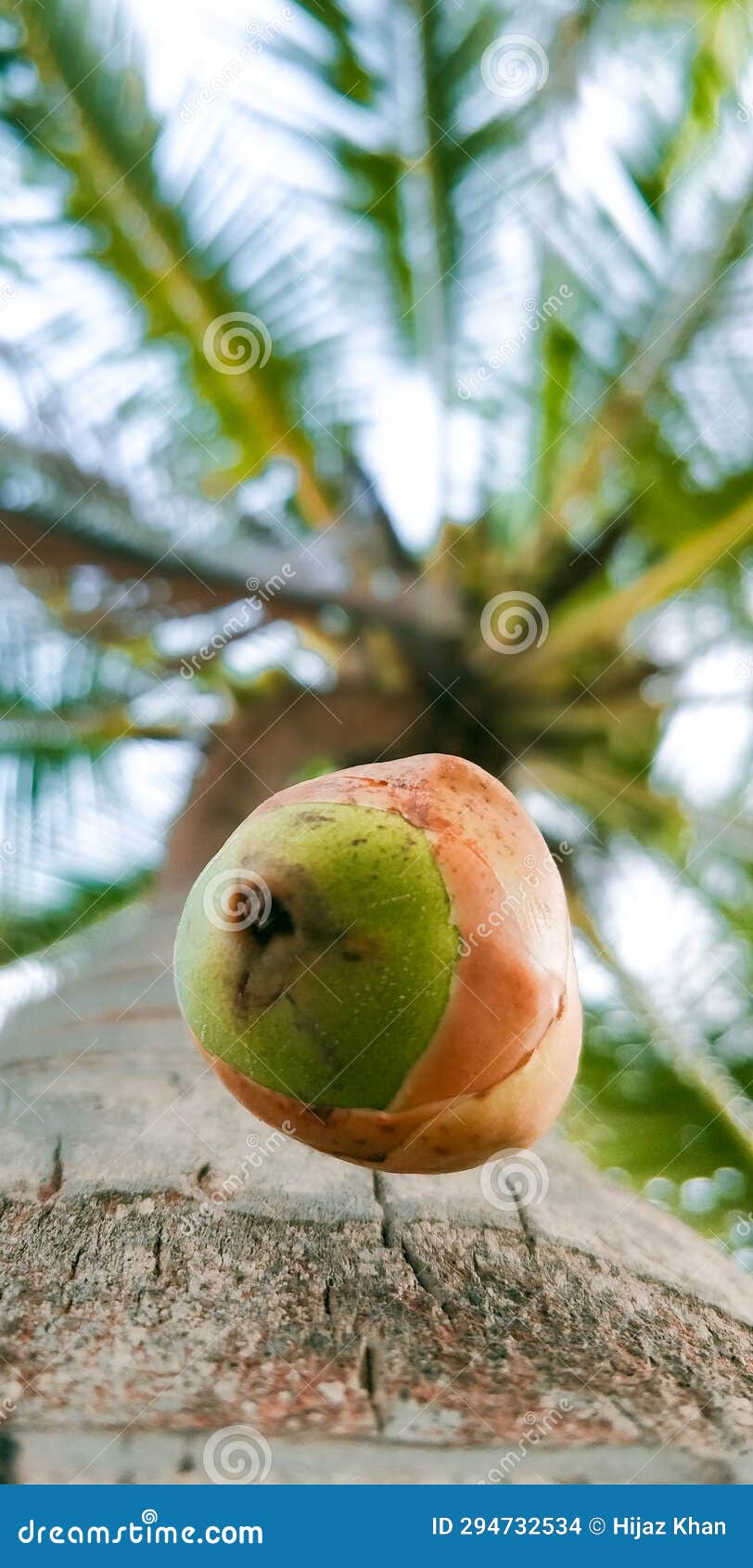 A Little Coconut Falling from the Coconut Tree, Captured while Amid.of ...