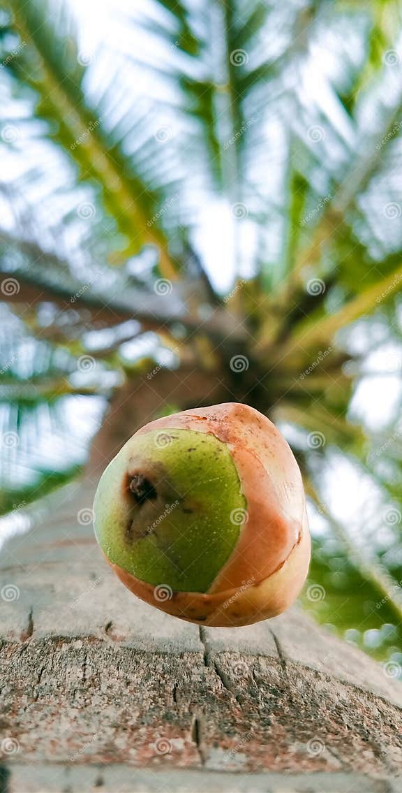 A Little Coconut Falling from the Coconut Tree, Captured while Amid.of ...