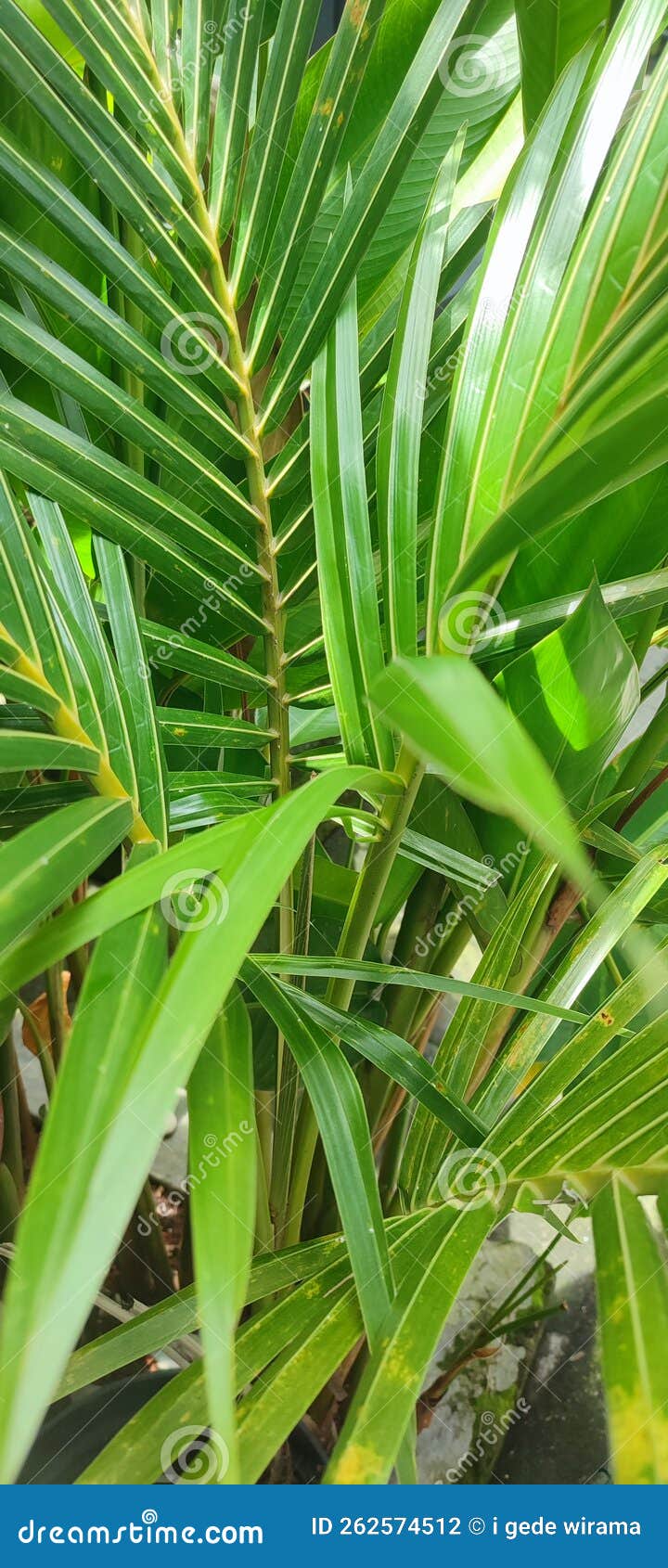 Little coconut tree stock photo. Image of garden, branch - 262574512