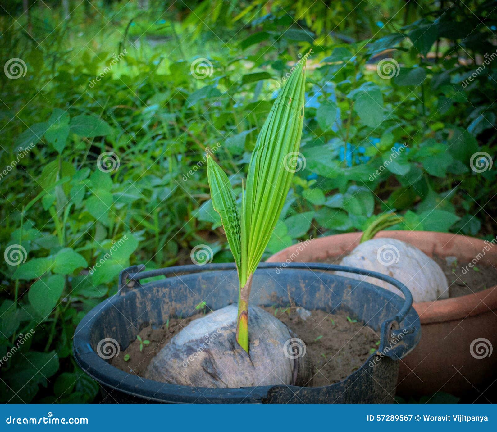 Little coconut tree stock image. Image of nature, branch - 57289567