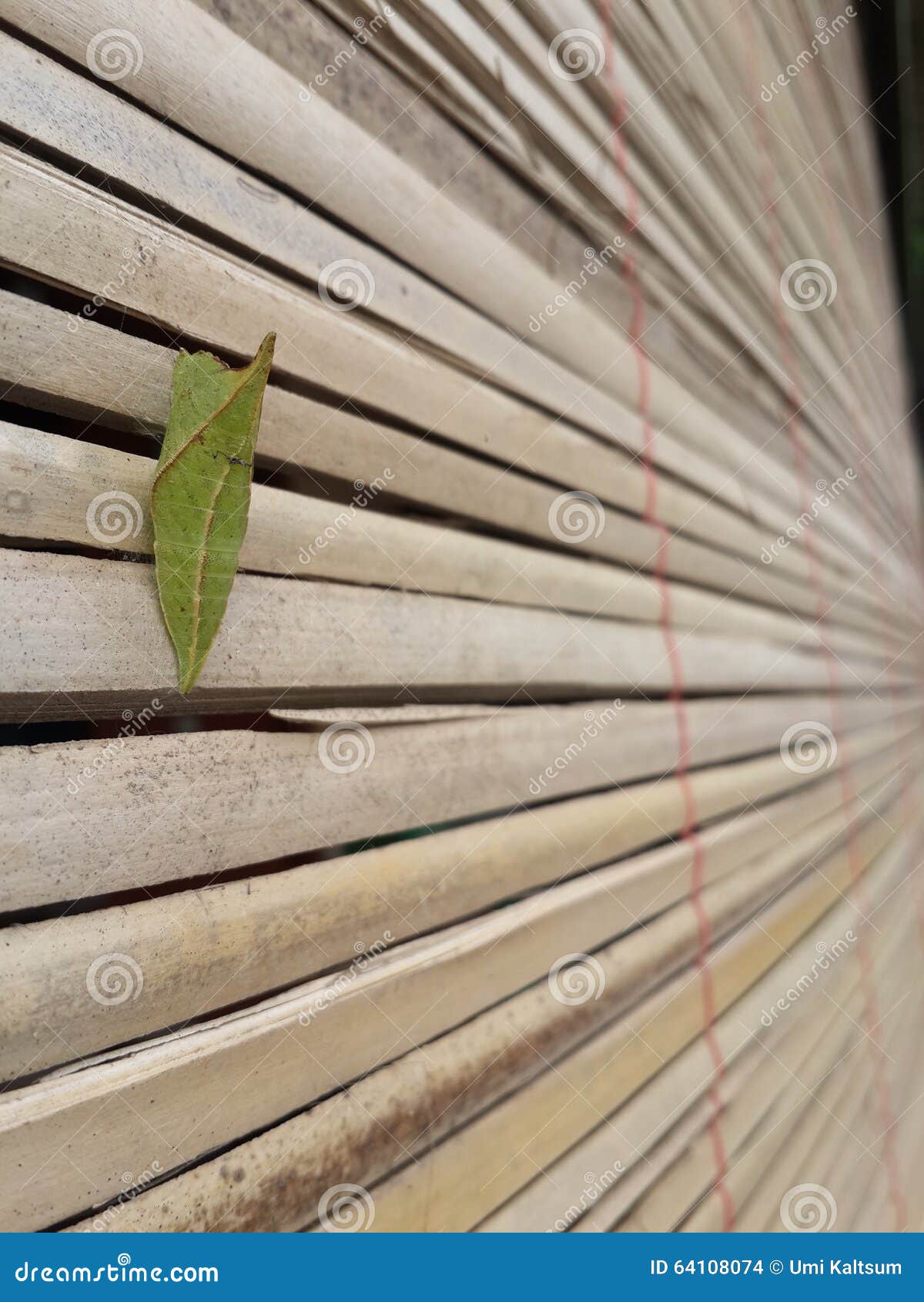 Little cocoon editorial stock image. Image of nature - 64108074