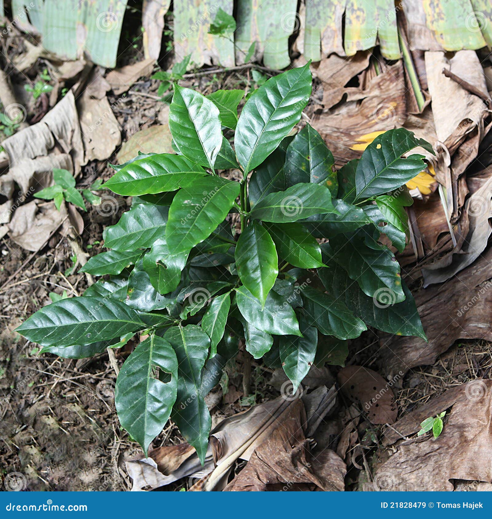 Little coffee tree stock image. Image of tropical, little - 21828479