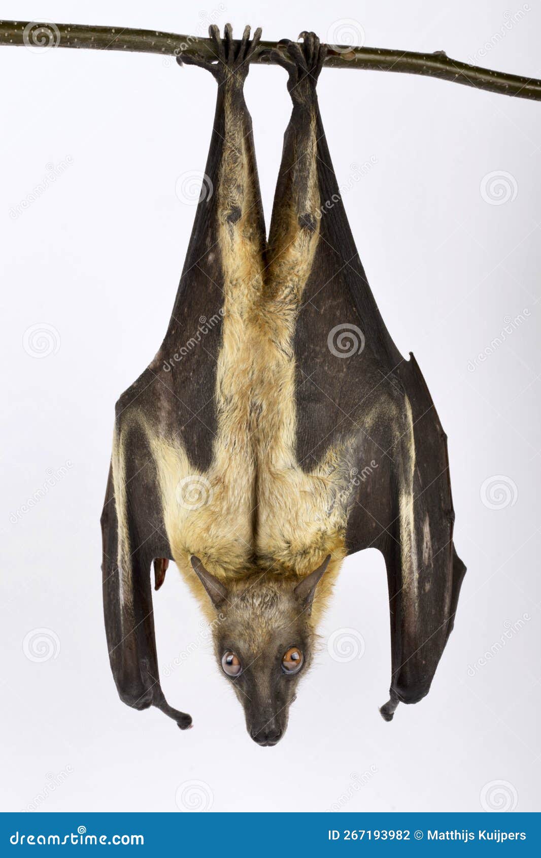 Flying Mammal Hanging On Tree, Bat Eating Fruit, Banana Tree , Stock ...
