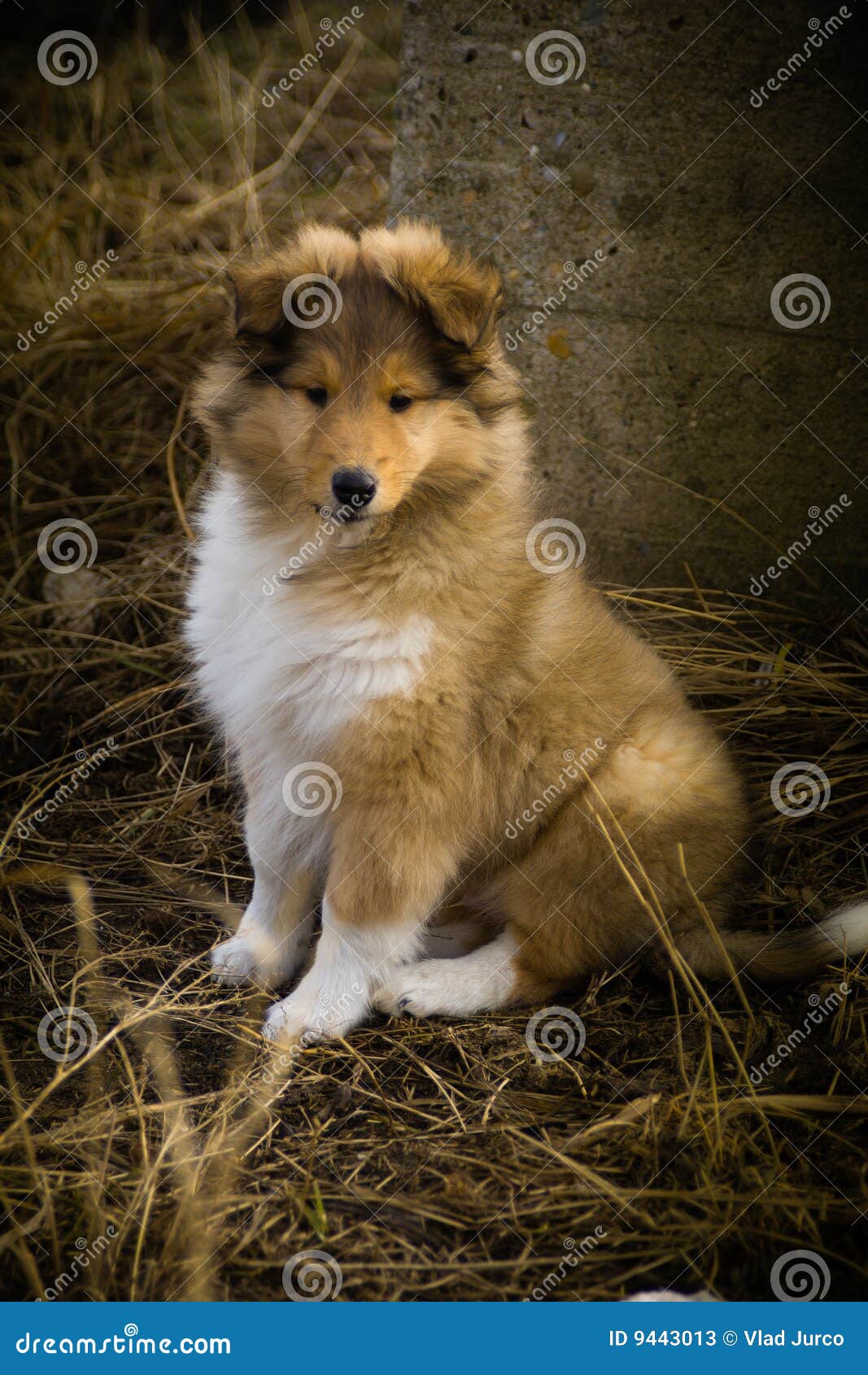 Little collie stock image. Image of animals, happy, brown - 9443013