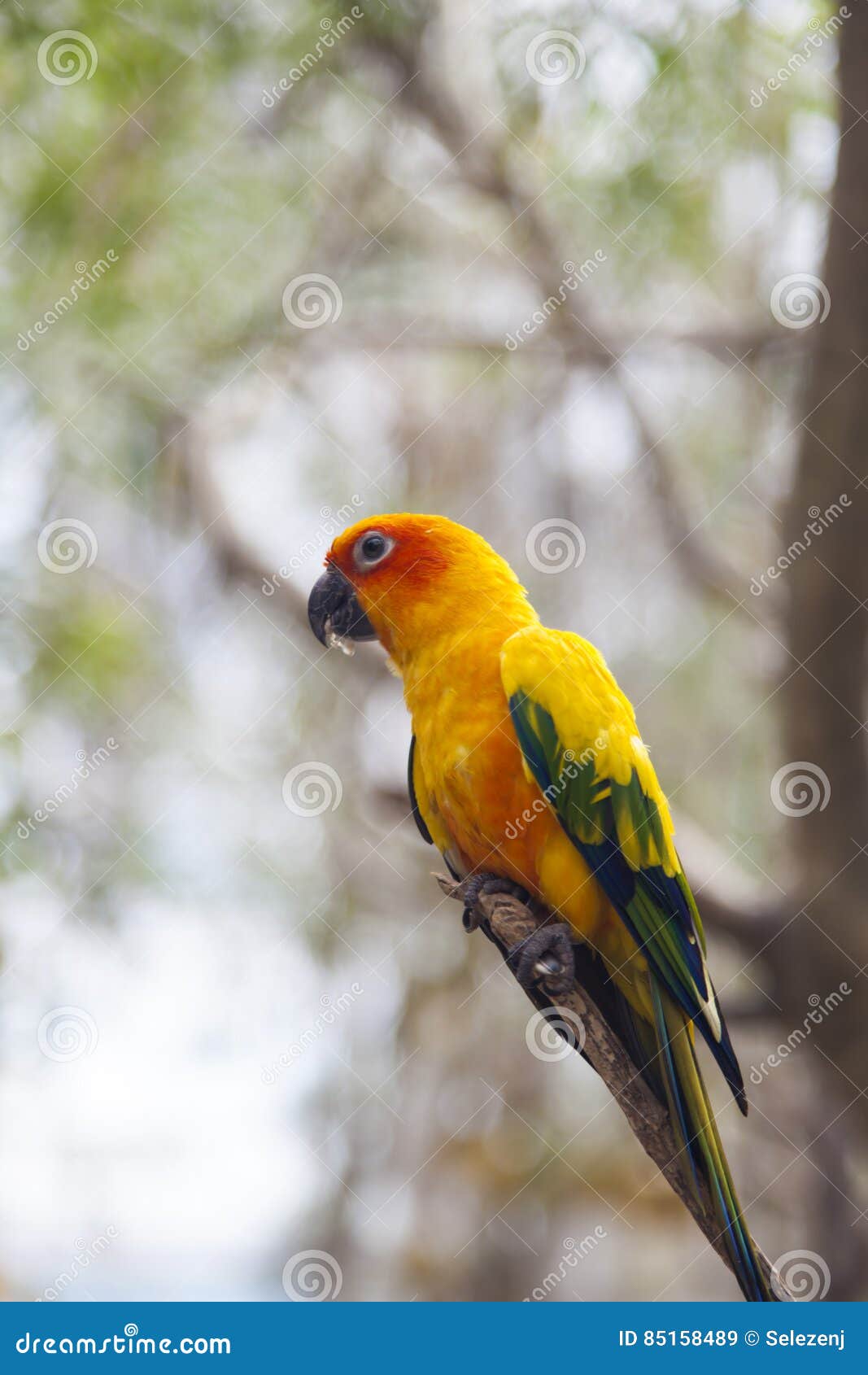 Little color parrots stock image. Image of love, drawing - 85158489