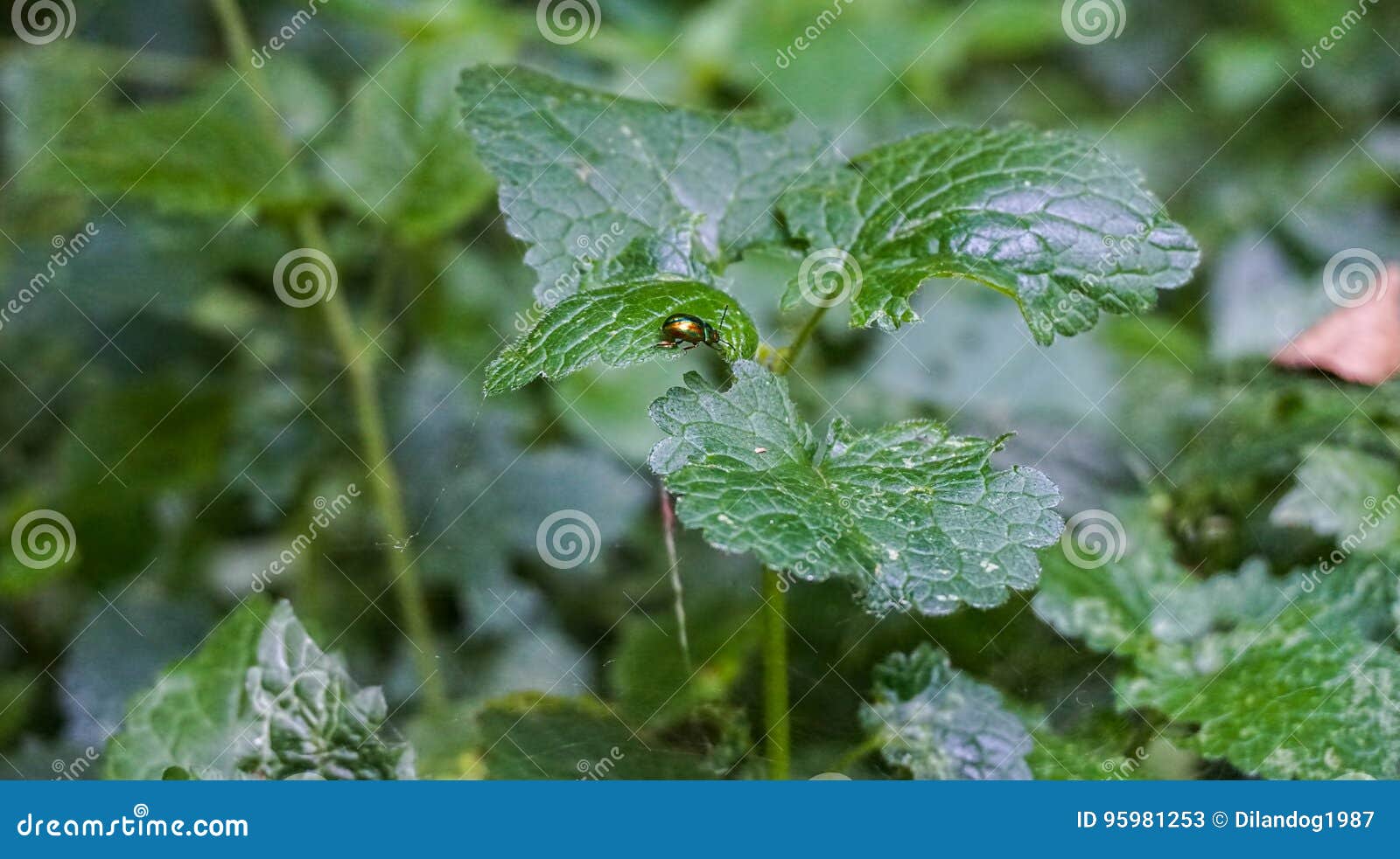 A little colorful bug stock image. Image of insect, nature - 95981253