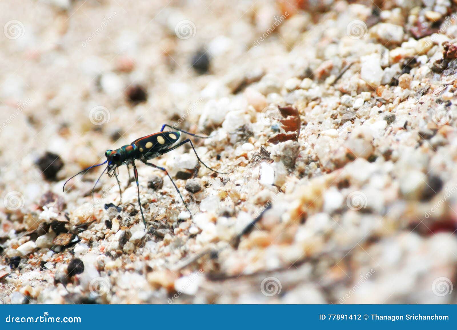 Little Colorful insects. stock photo. Image of ground - 77891412