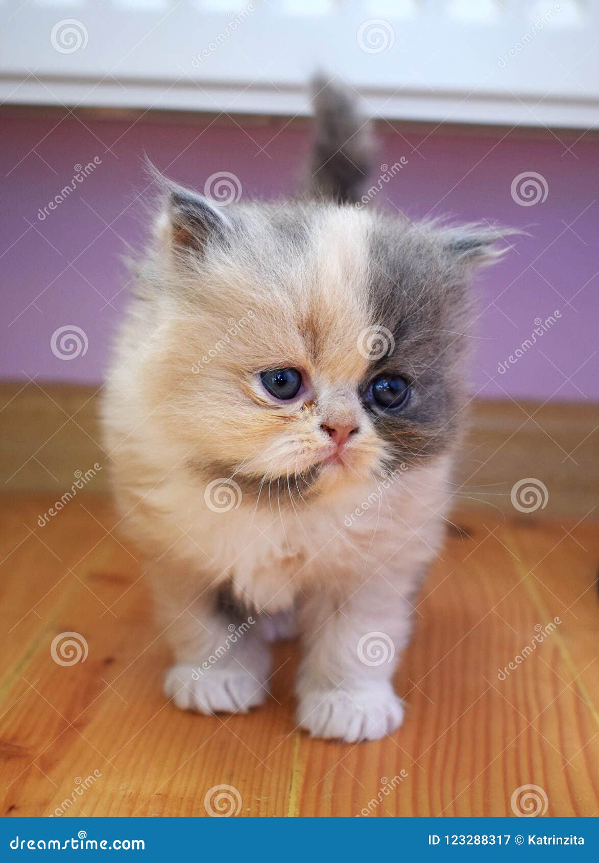 Little Colorful Kitten Looking Sad and Lonely Stock Image - Image of ...