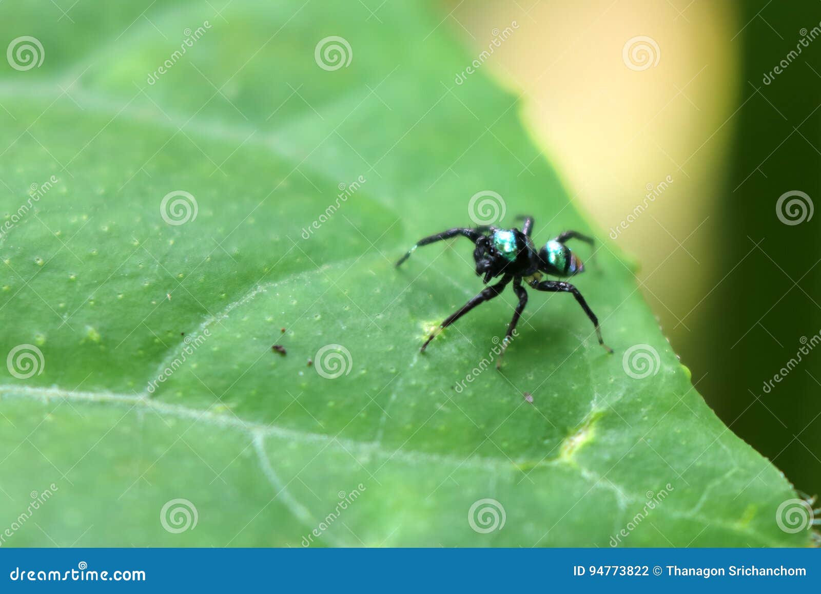 The Little Colorful Spiders Collection. Stock Photo - Image of ...