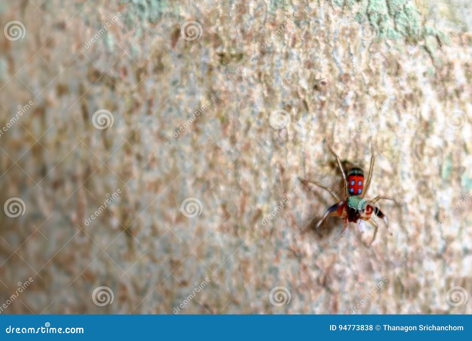The Little Colorful Spiders Collection. Stock Photo - Image of brown ...