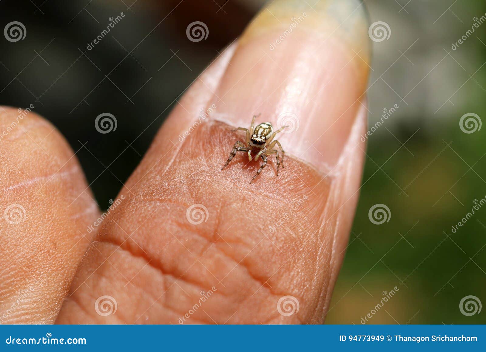 The Little Colorful Spiders Collection. Stock Image - Image of black ...