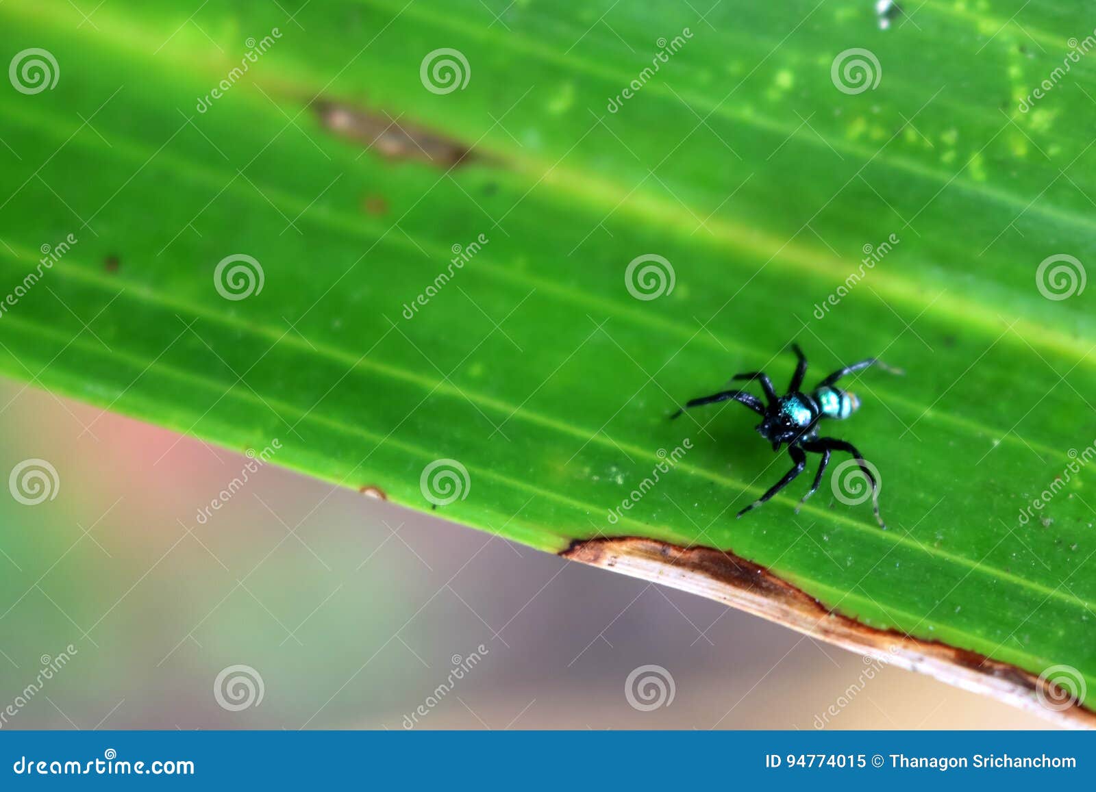 The Little Colorful Spiders Collection. Stock Image - Image of beauty ...