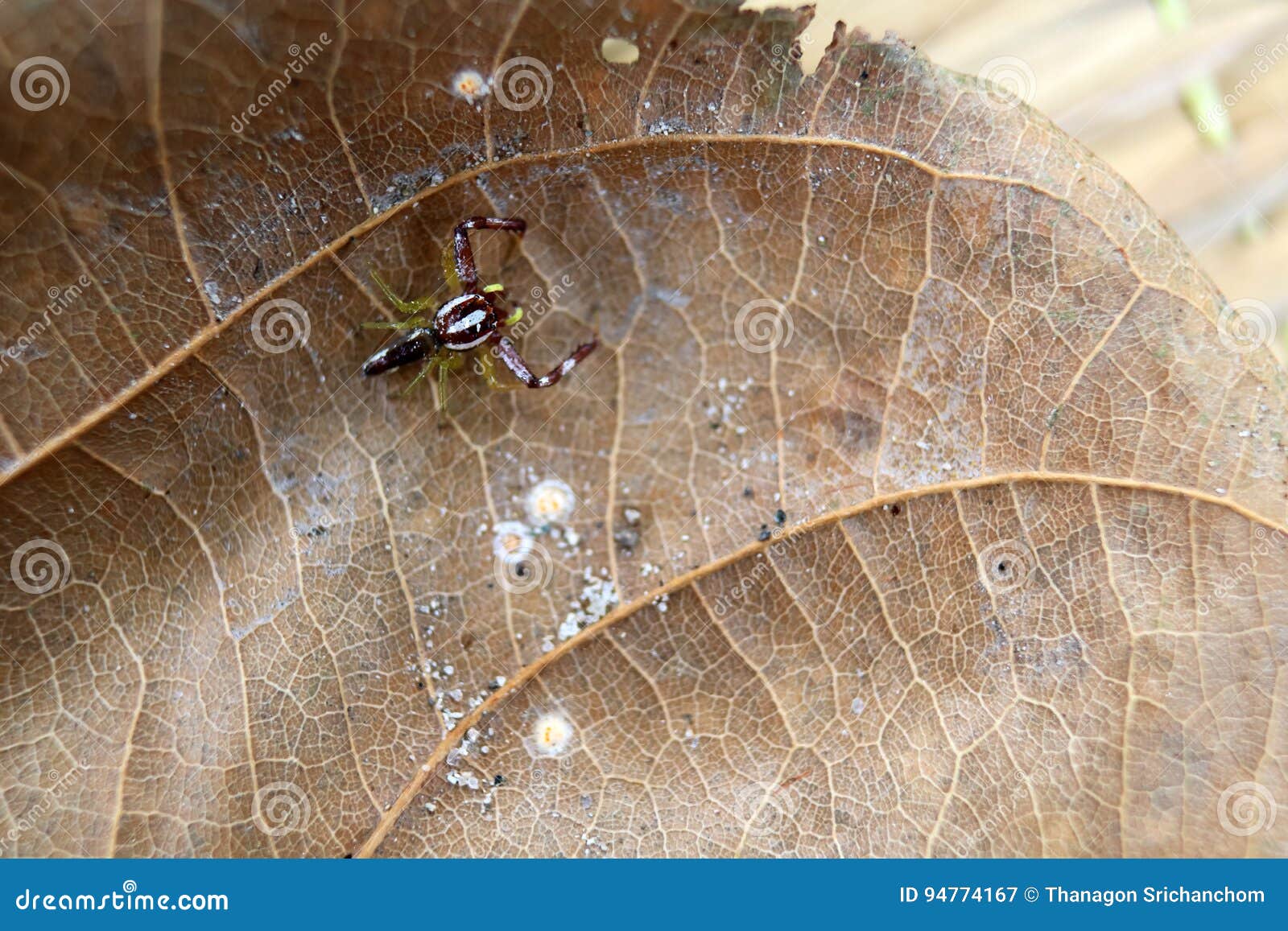 The Little Colorful Spiders Collection. Stock Image - Image of macro ...