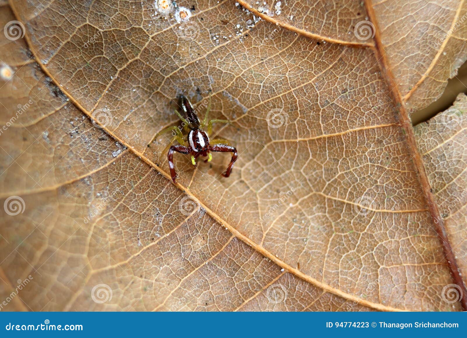 The Little Colorful Spiders Collection. Stock Image - Image of garden ...
