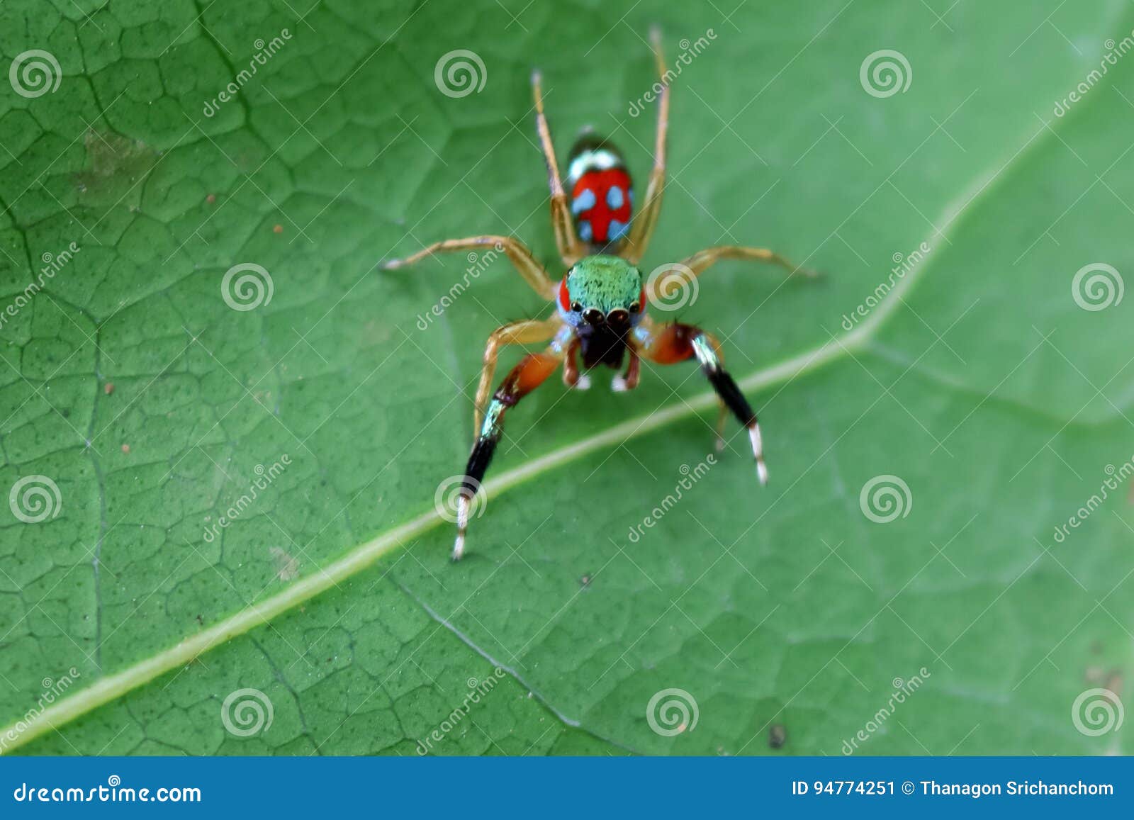 The Little Colorful Spiders Collection. Stock Image - Image of ...