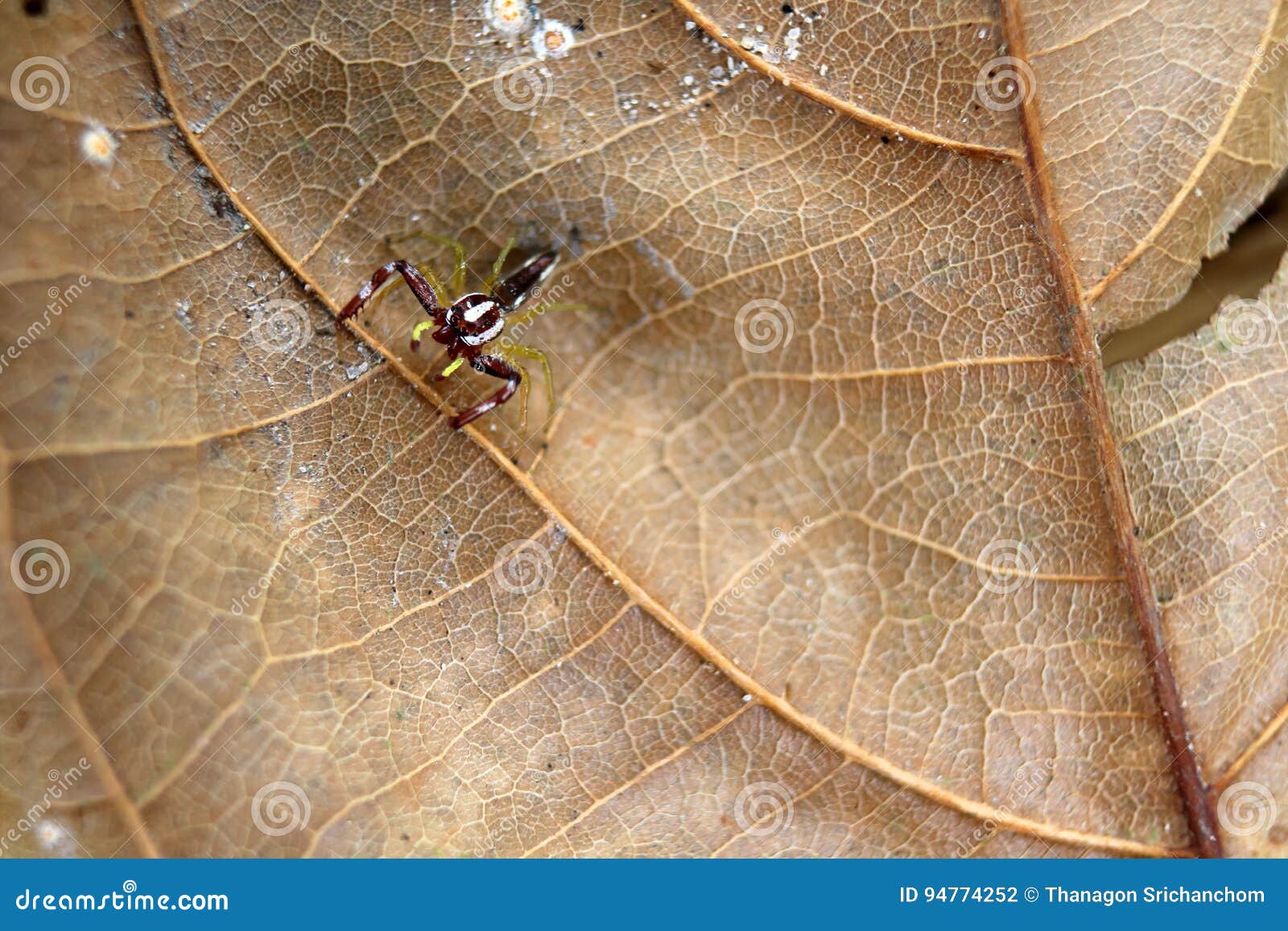 The Little Colorful Spiders Collection. Stock Photo - Image of forest ...