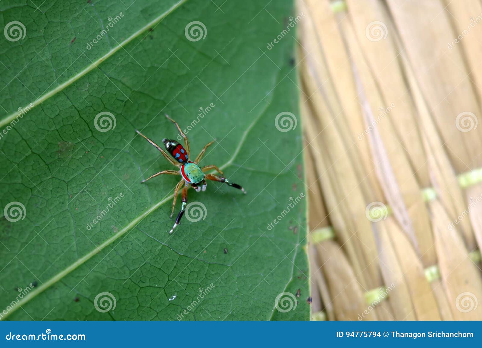 The Little Colorful Spiders Collection. Stock Photo - Image of black ...