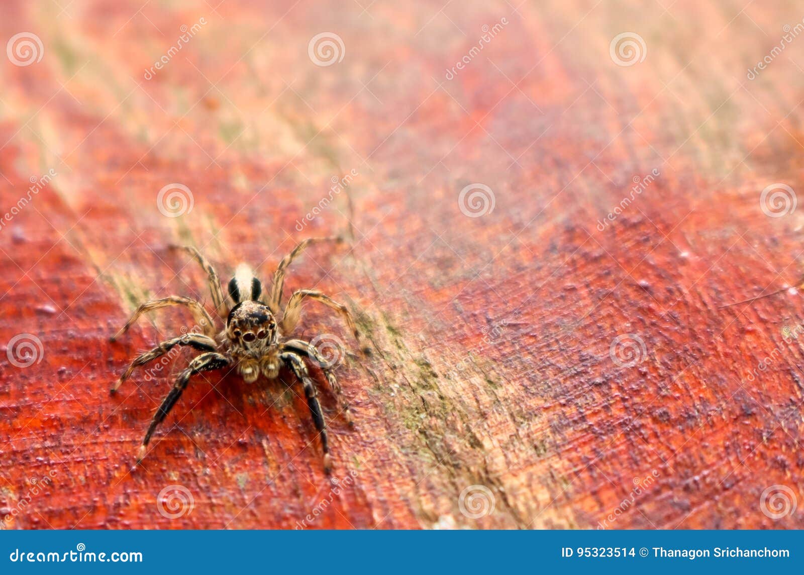 The Little Colorful Spiders Collection. Stock Photo - Image of green ...