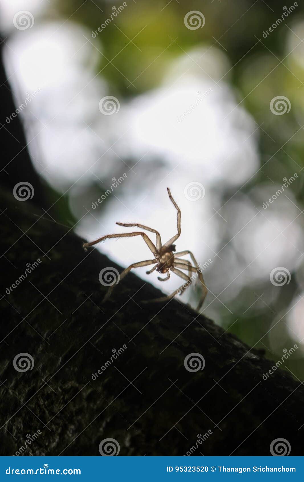 The Little Colorful Spiders Collection. Stock Photo - Image of wild ...