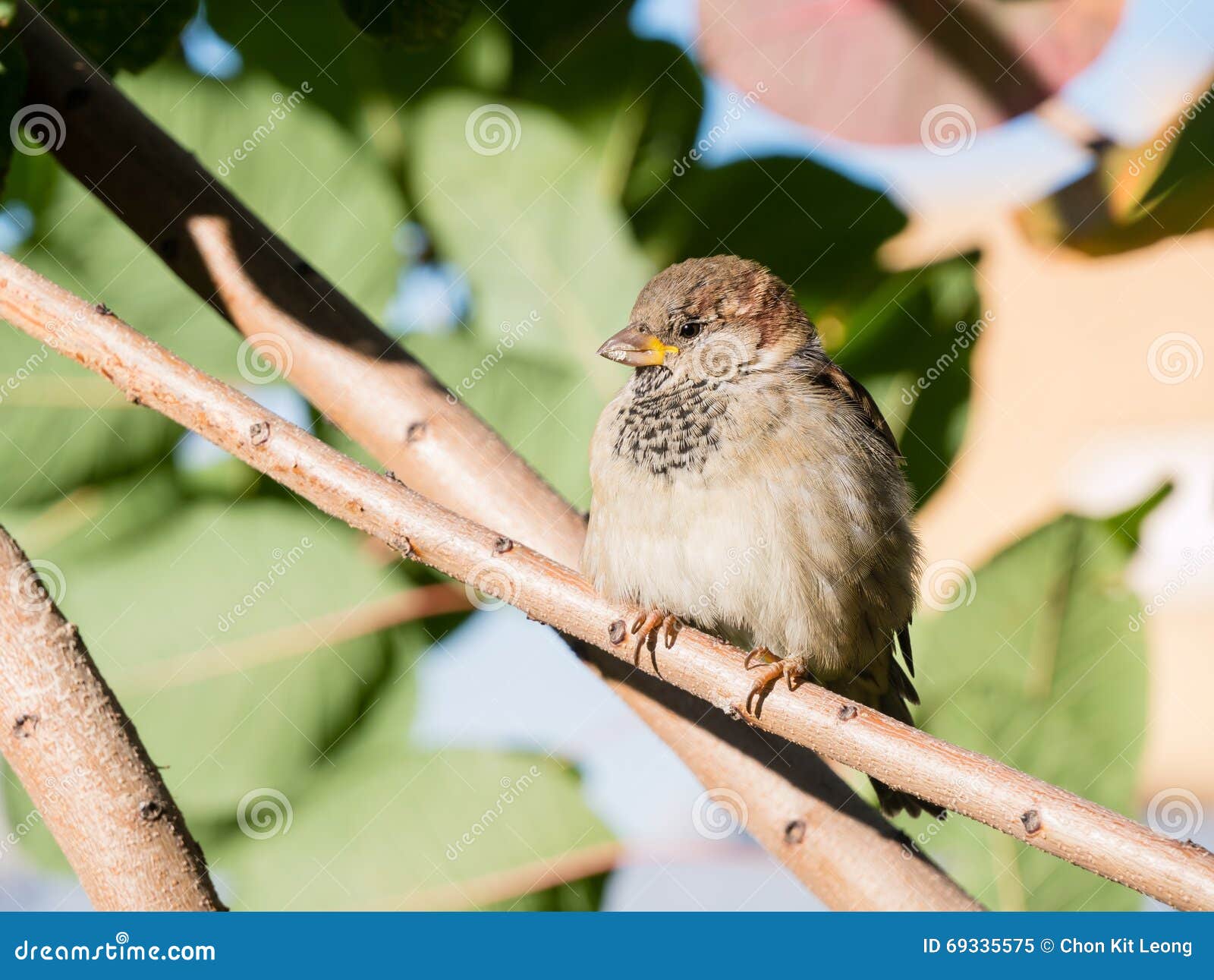 A Little Common Bird - Sparrow Standing on Tree Stock Image - Image of ...