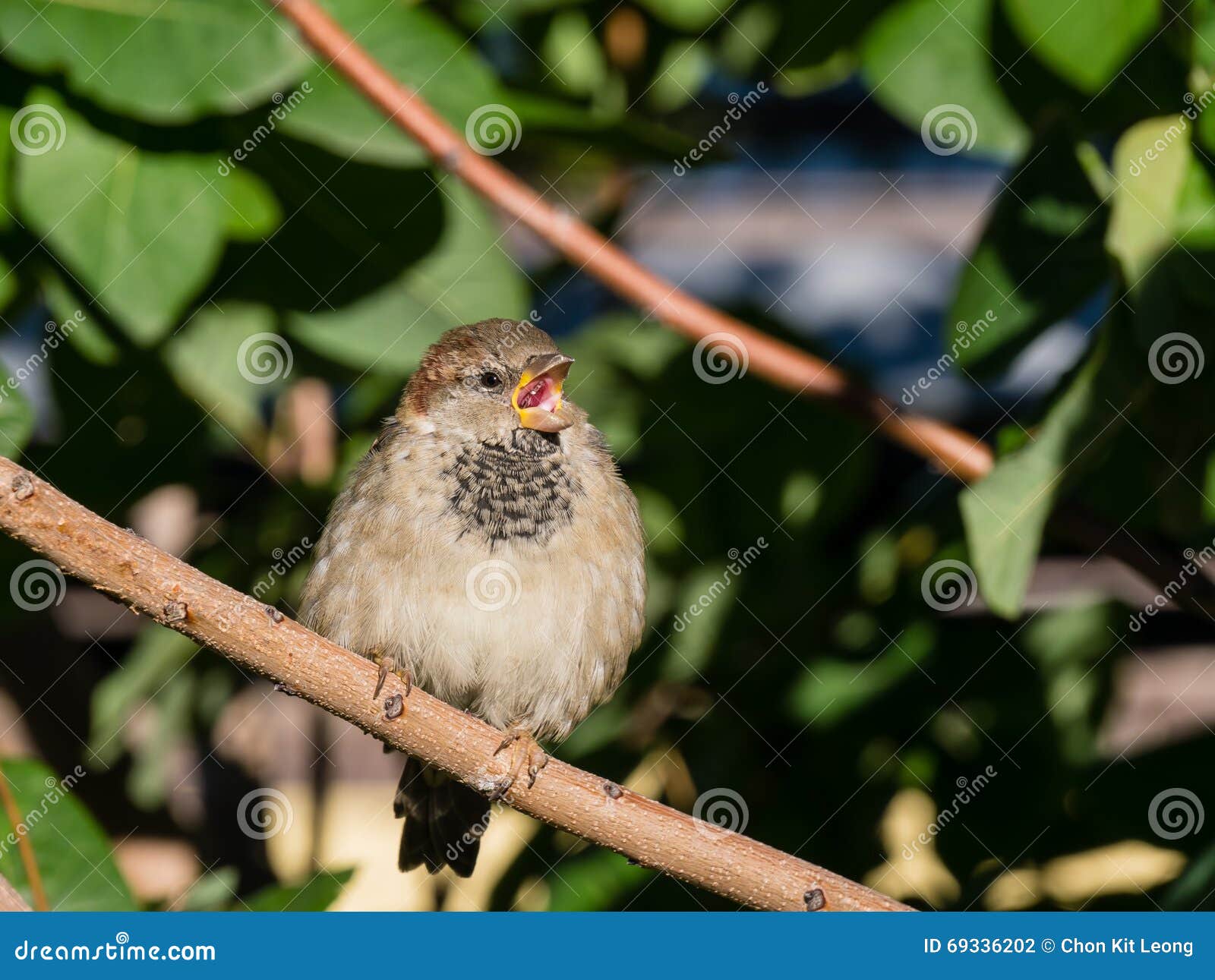 A Little Common Bird - Sparrow Standing on Tree Stock Photo - Image of ...